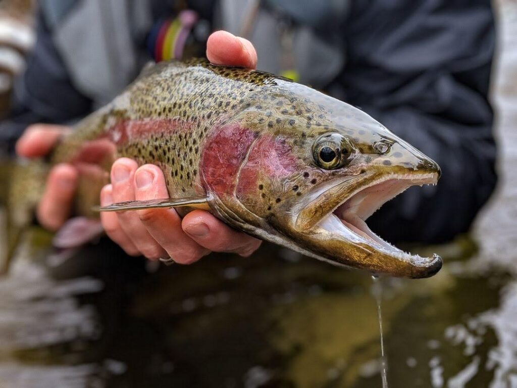 Guided Fly Fishing in the Catskills and Roscoe New York