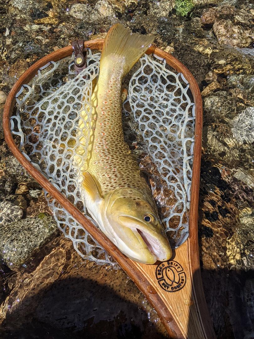 Dead_Drift_Nets_Brown_Trout | Covert Creek Outfitting - Catskill ...