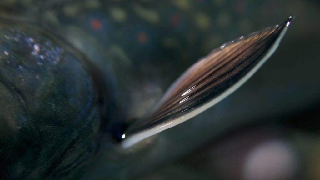 Guided Fly Fishing in the Catskills and Roscoe New York