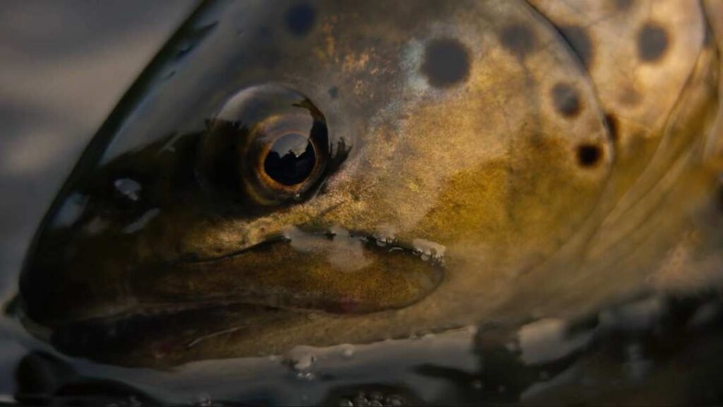 Guided Fly Fishing in the Catskills and Roscoe New York